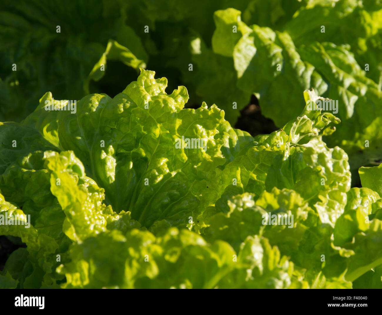 Garden lettuce hi-res stock photography and images - Alamy