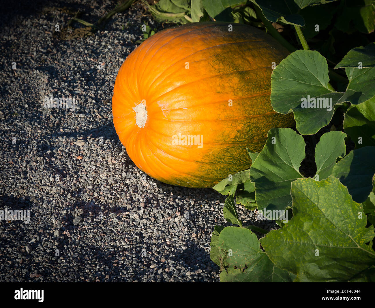 Pumpkin background texture Stock Photo - Alamy