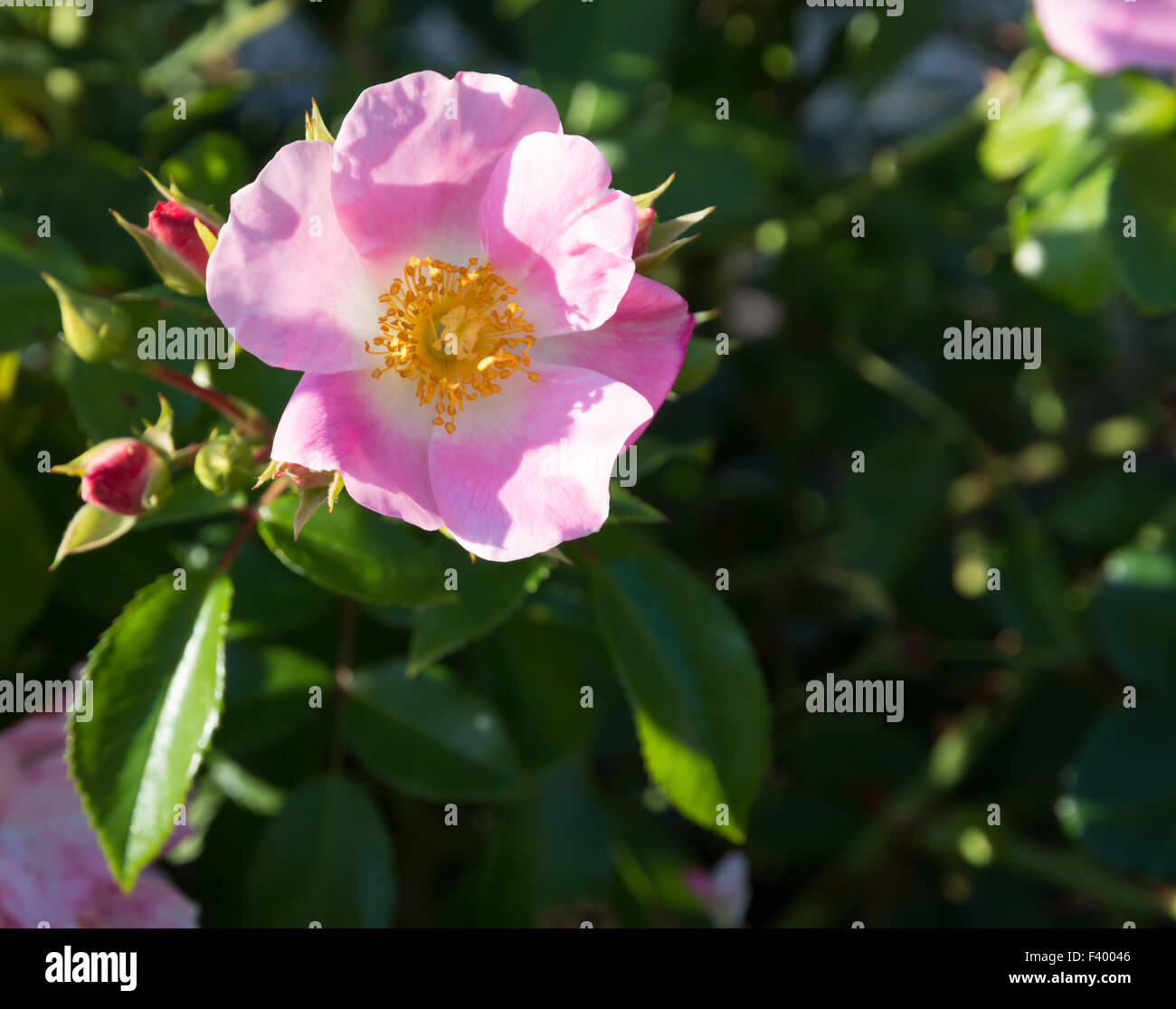 Colorful leaves wild rose hi-res stock photography and images - Alamy