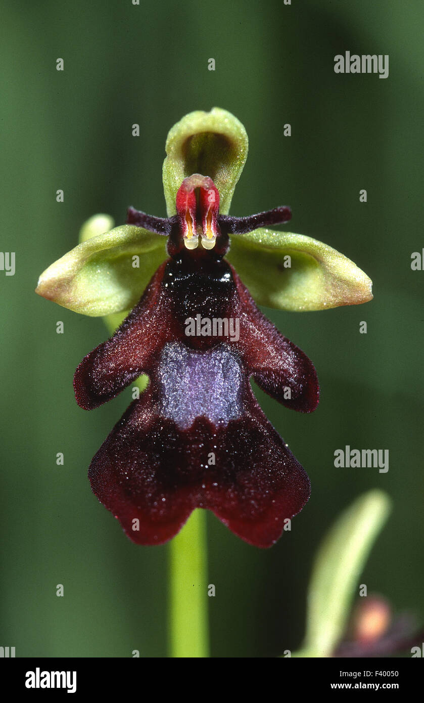 Orchidee insectifera hi-res stock photography and images - Alamy