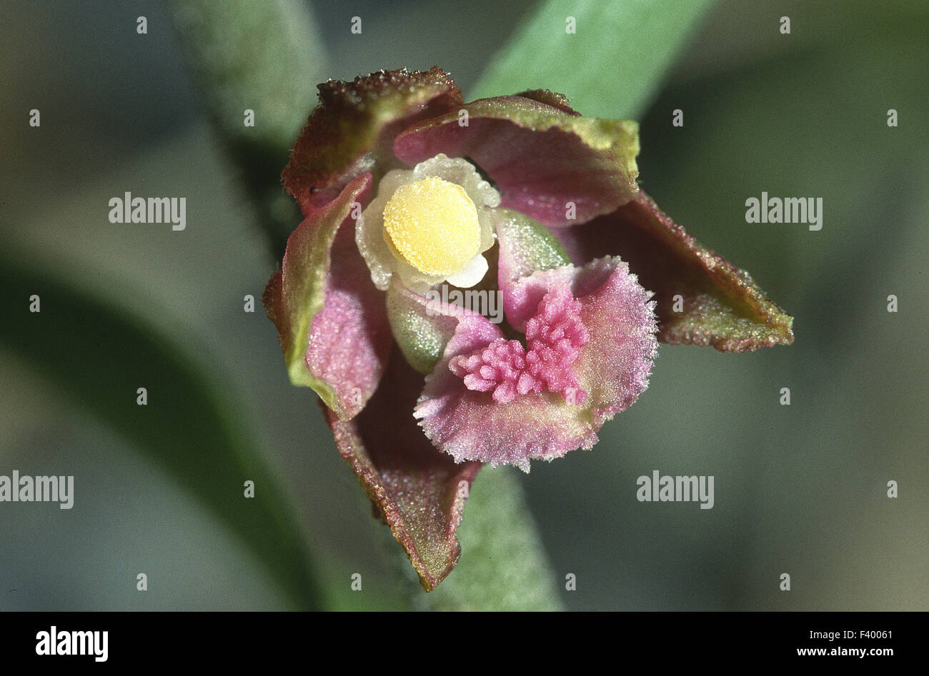 orchid dark red helleborine Stock Photo - Alamy