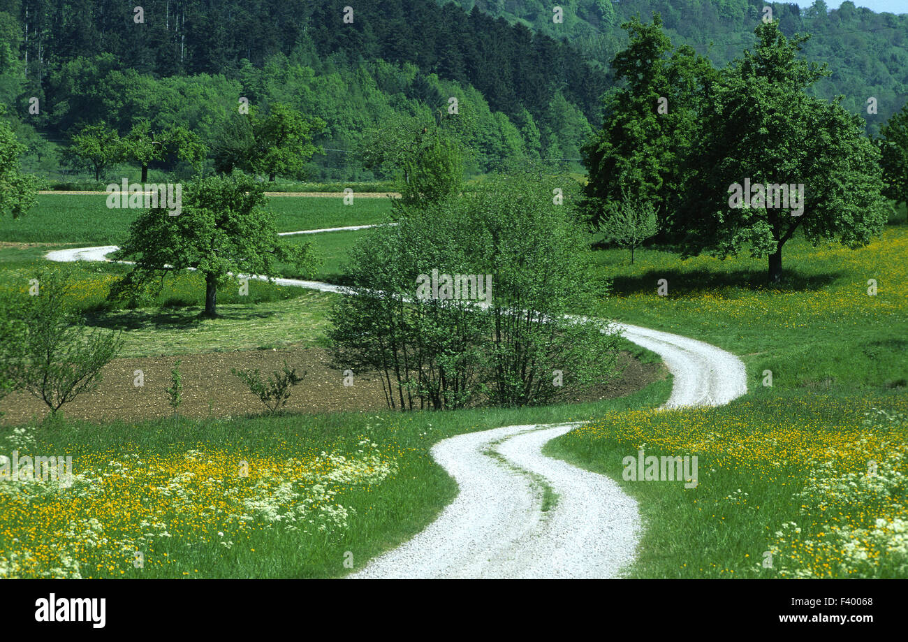 way through colorful meadow Stock Photo - Alamy