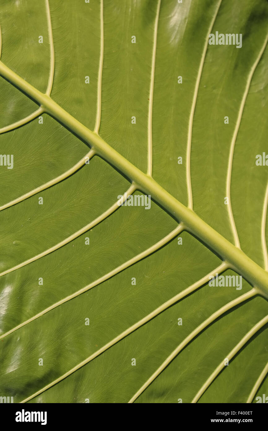 Leaf surface hi-res stock photography and images - Alamy