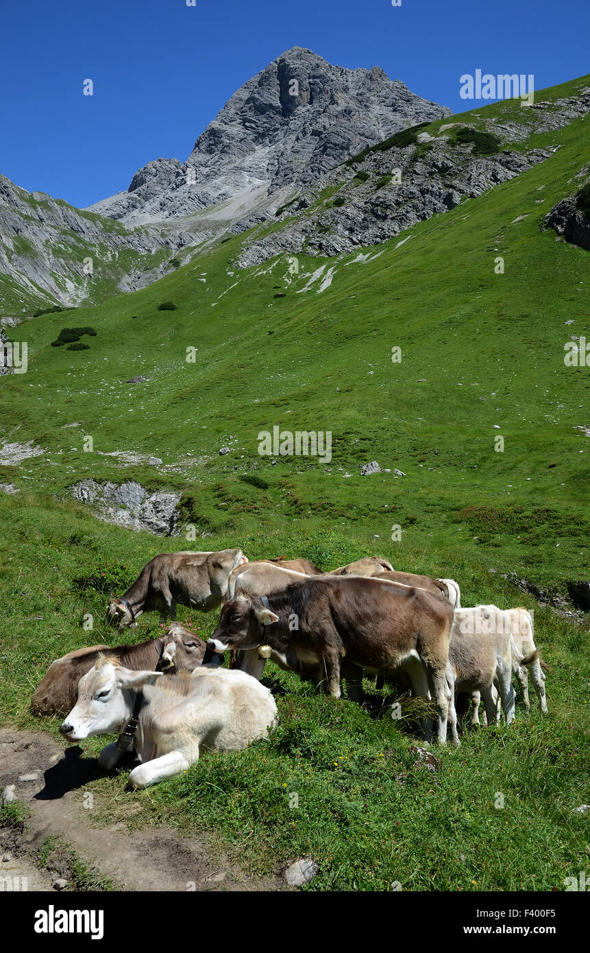 Alpine landscape with cows hi-res stock photography and images - Alamy