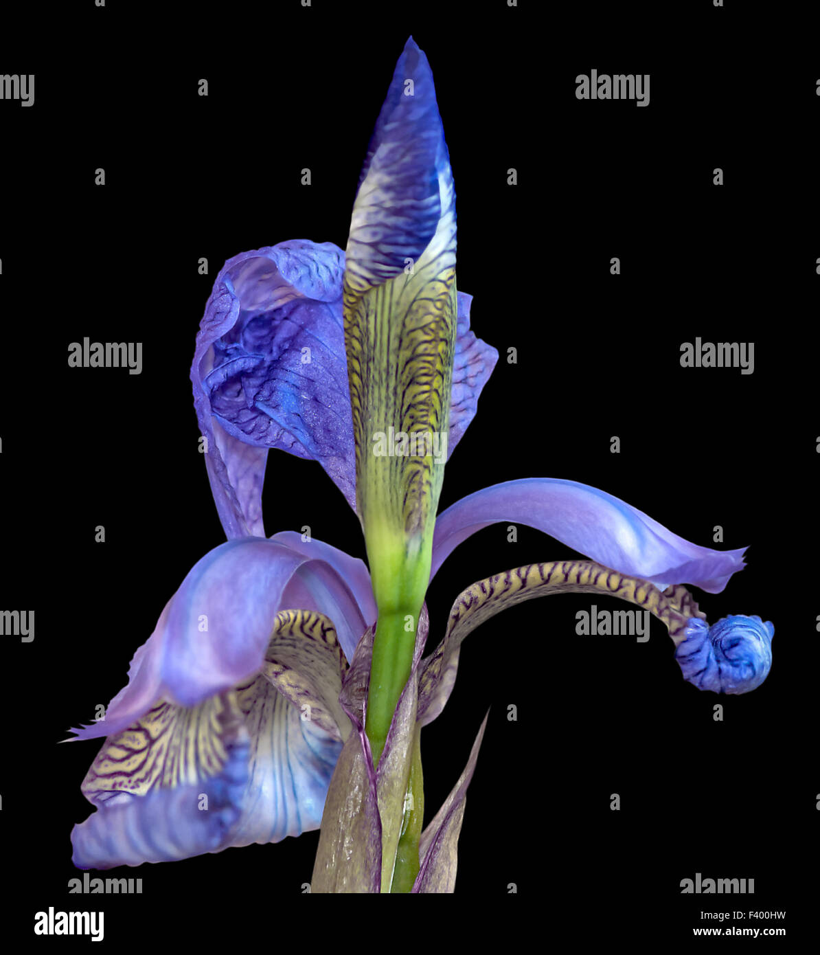 Blue iris blossom on black hi-res stock photography and images - Alamy
