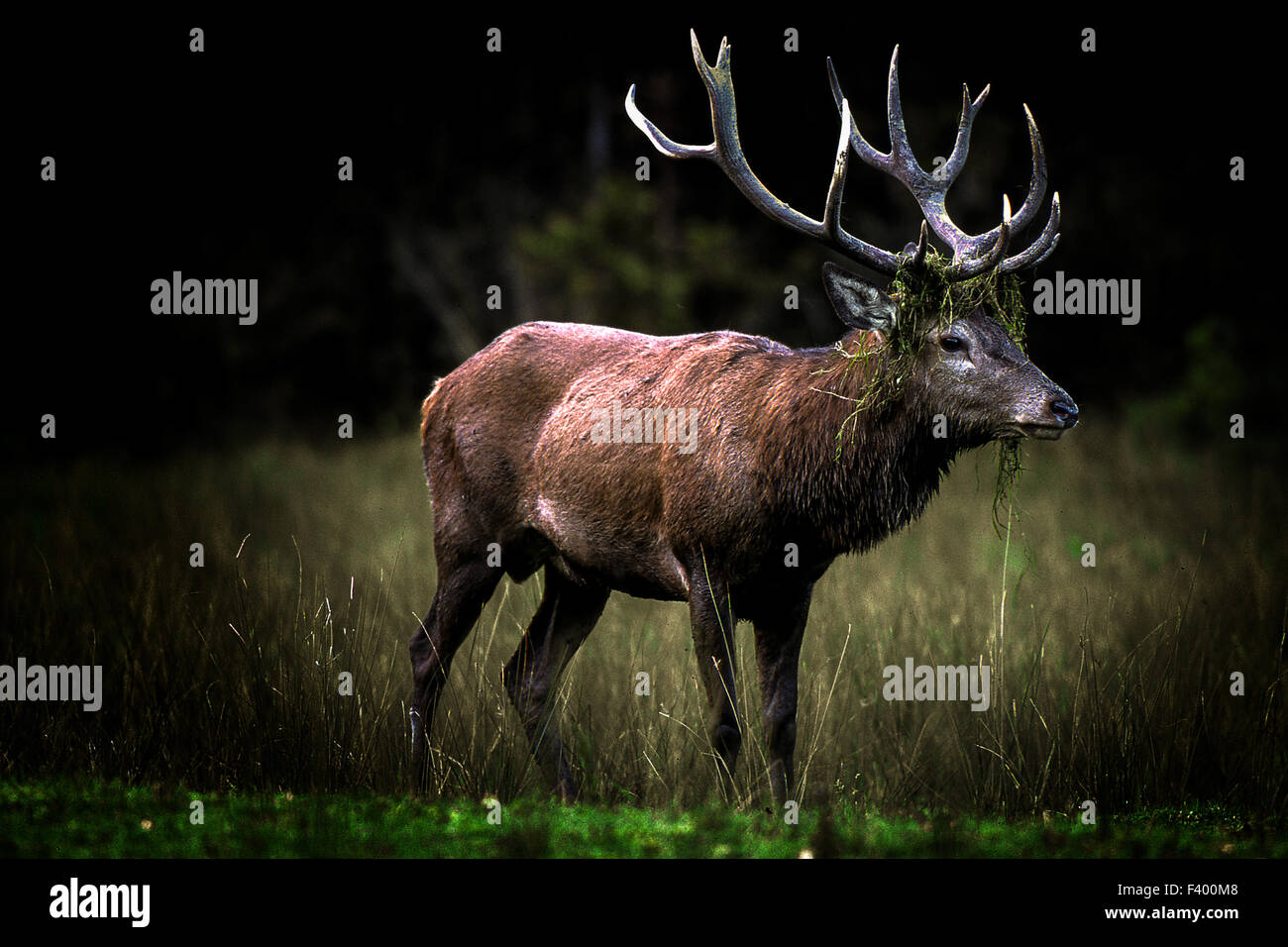 Echthirsch hi-res stock photography and images - Alamy