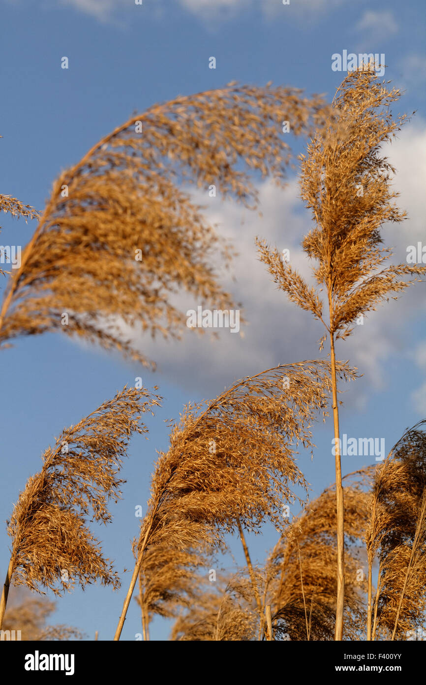 Gold grass hi-res stock photography and images - Alamy