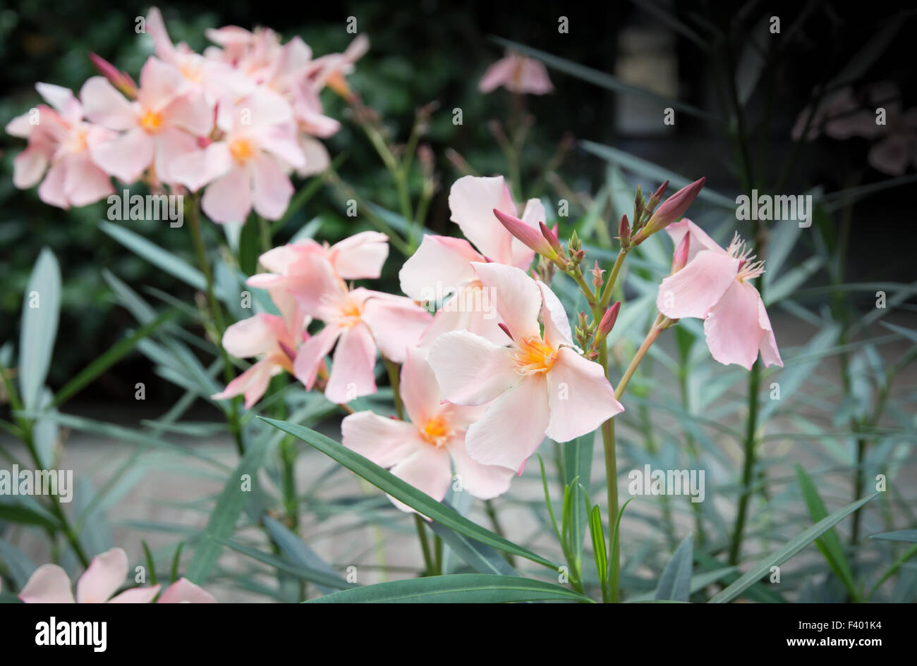 Nerium oleander flowers bloom outdoors hi-res stock photography and ...