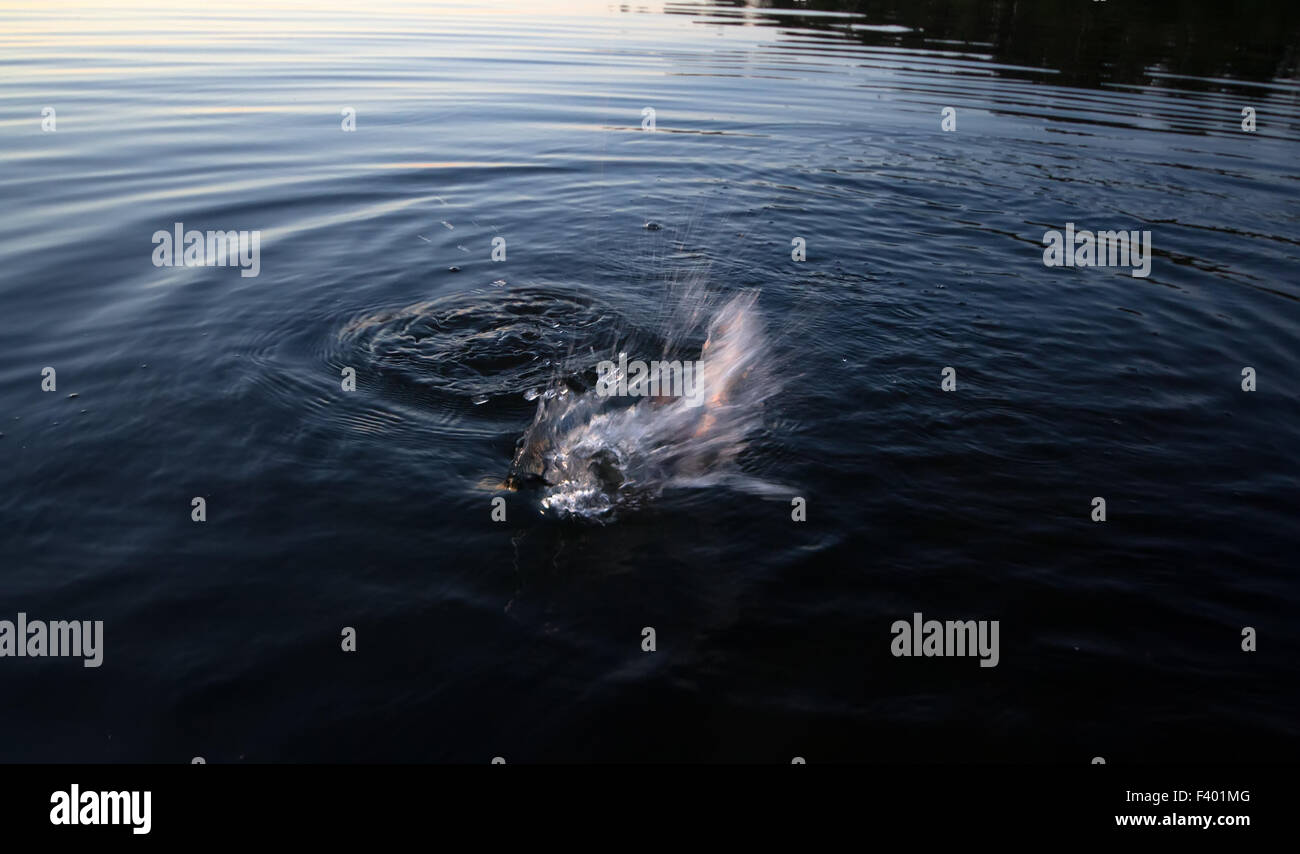 river perch fishing whirlpool Stock Photo - Alamy