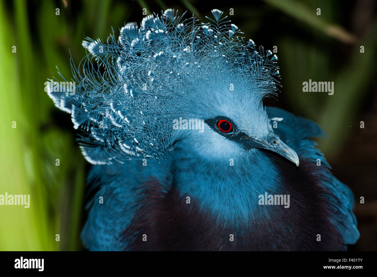Viktoria crowned pigeon Stock Photo - Alamy