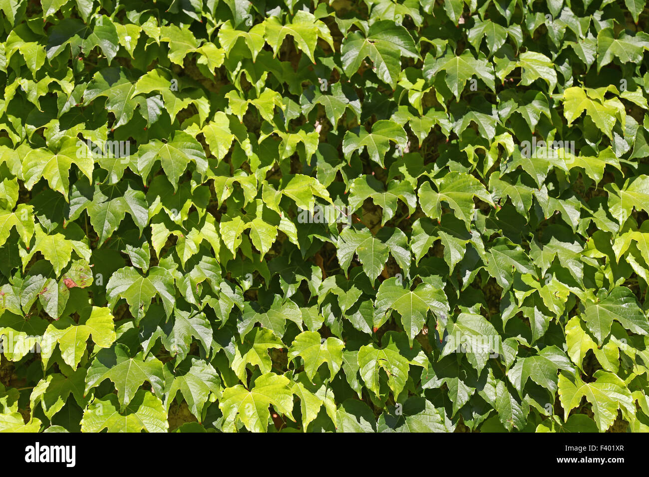 Background ivy hi-res stock photography and images - Alamy