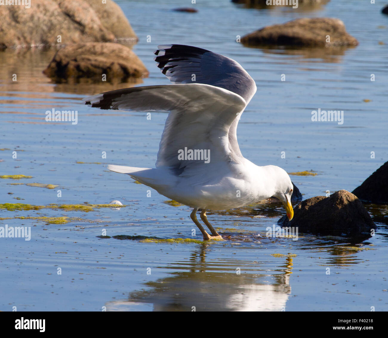 Colony of birds hi-res stock photography and images - Alamy