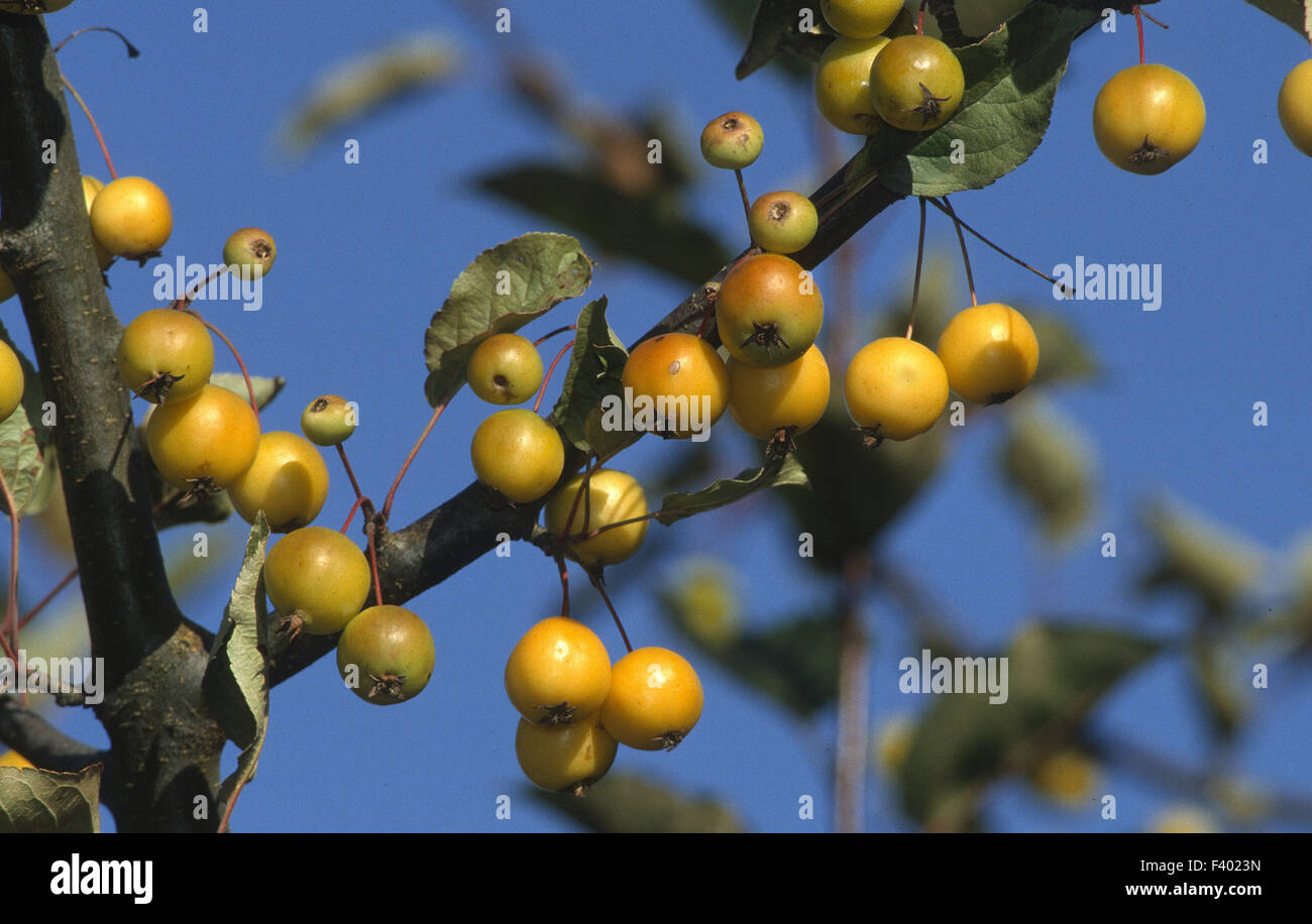 apple tree wild form Stock Photo - Alamy
