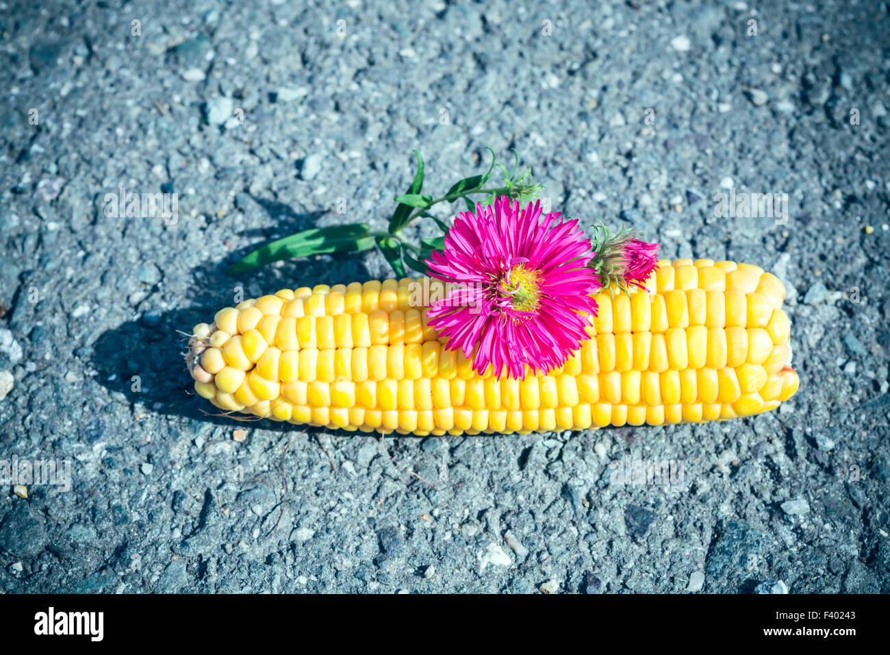 Corn on the cob with flower Stock Photo - Alamy