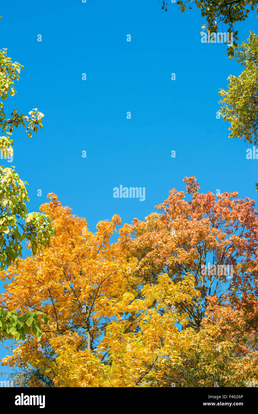 Colorful yellow autumn foliage against a blue sky Stock Photo - Alamy