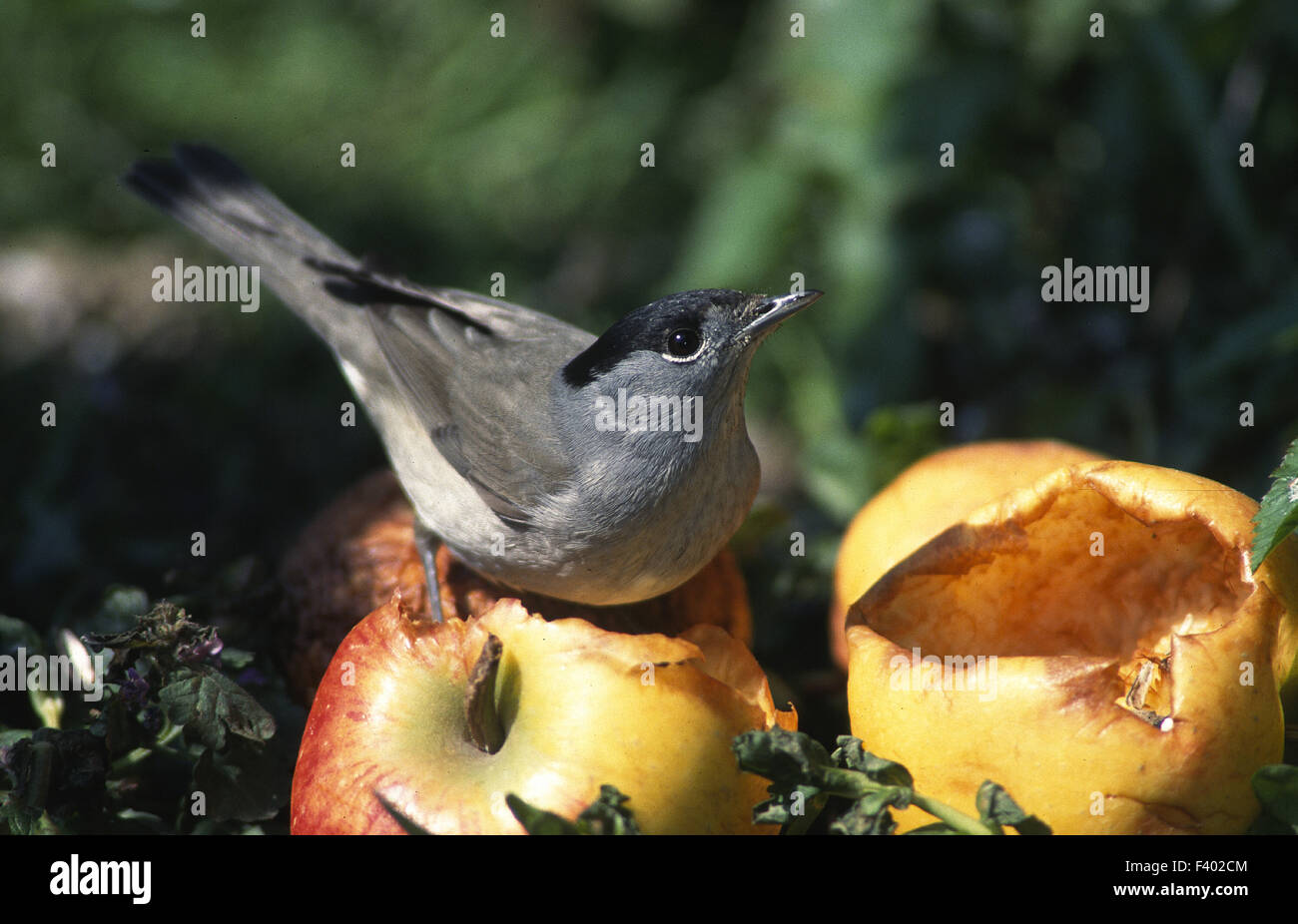 Monk bird hi-res stock photography and images - Alamy