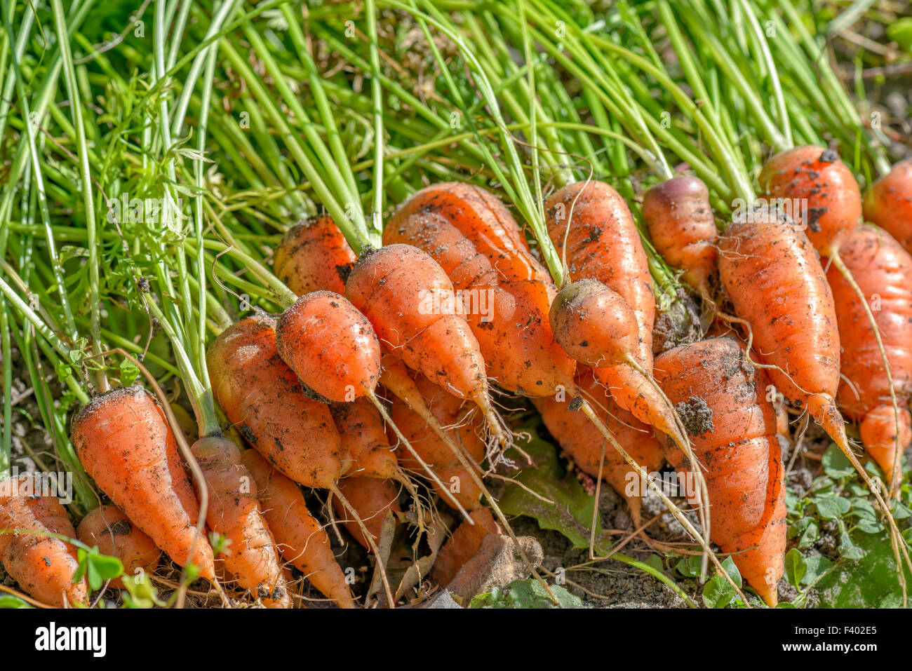Carrots with dirt on them hi-res stock photography and images - Alamy