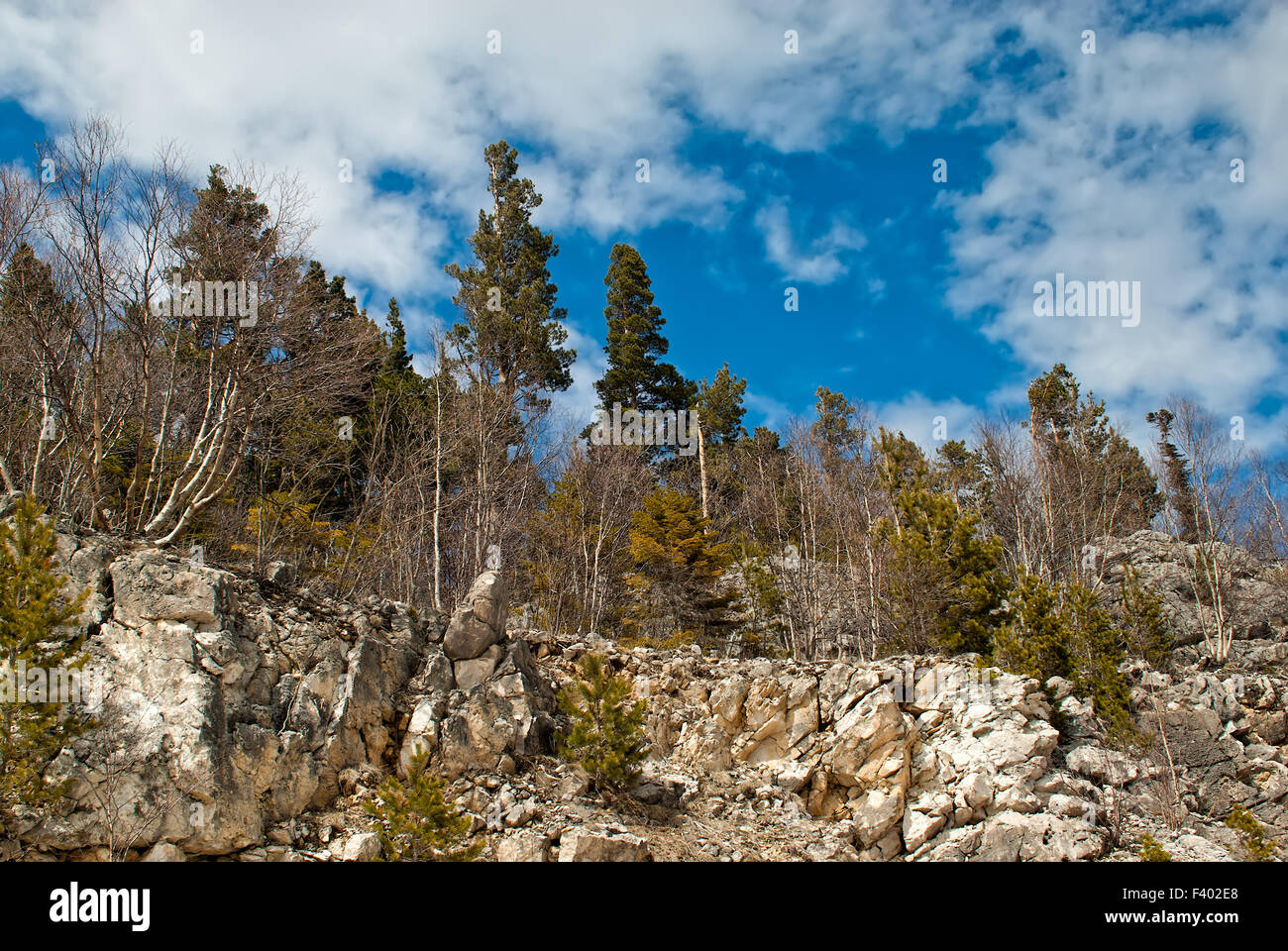 Evergreen forest on peak mountain hi-res stock photography and images ...
