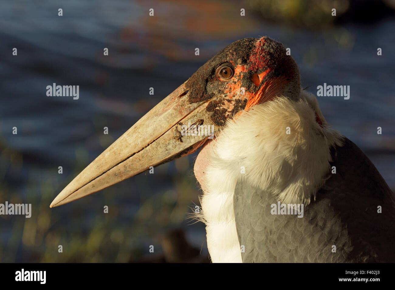 Marabu storch hi-res stock photography and images - Alamy