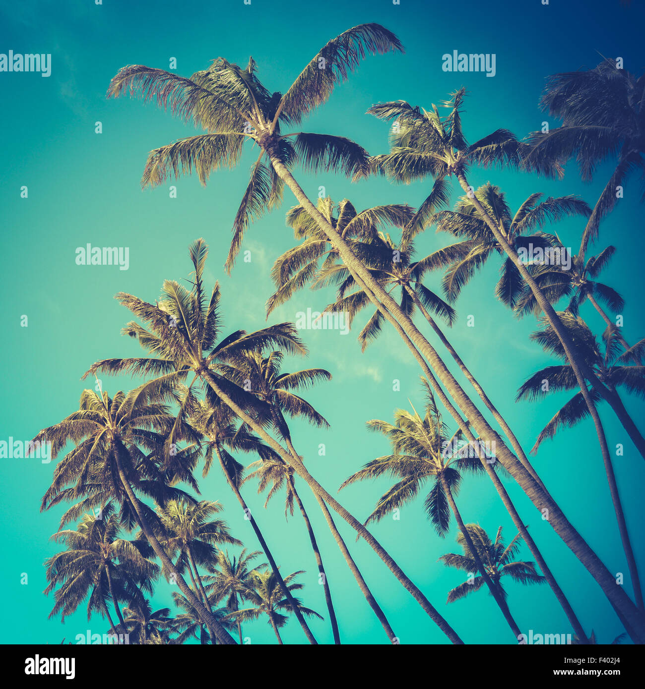 Retro Diagonal Palm Trees In Hawaii Stock Photo - Alamy
