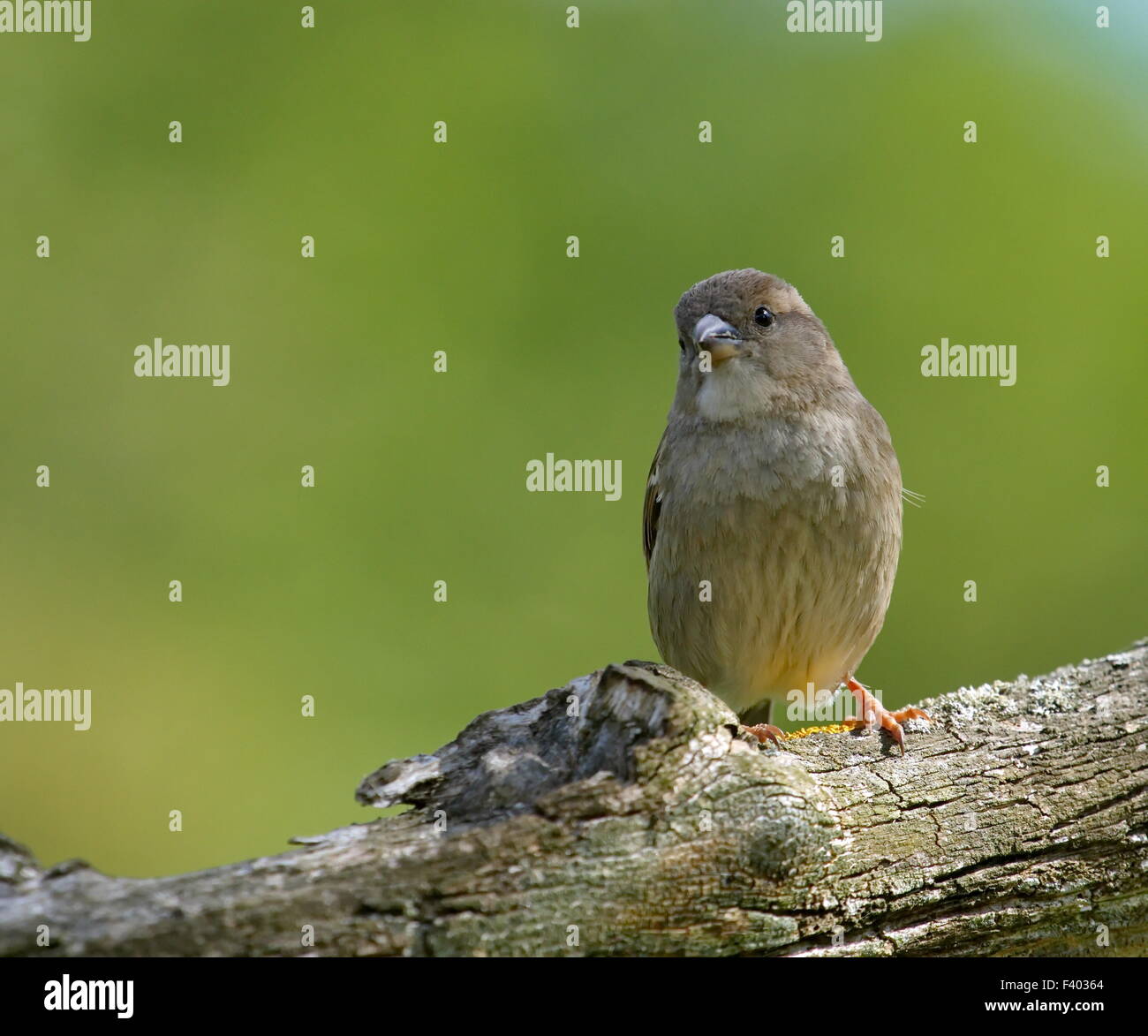 Female sparrow hi-res stock photography and images - Alamy
