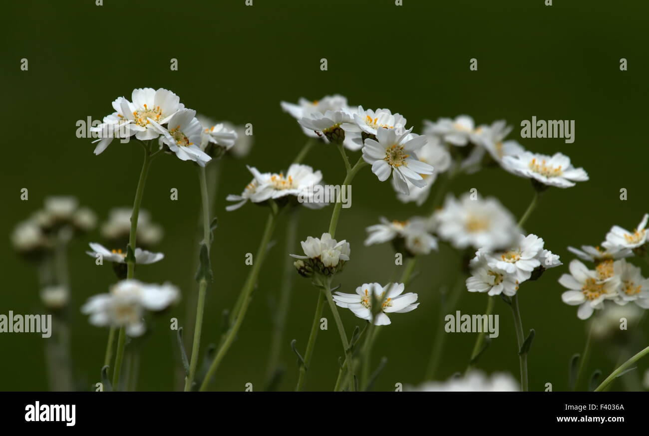 Serbian yarrow, achillea serbica Stock Photo - Alamy