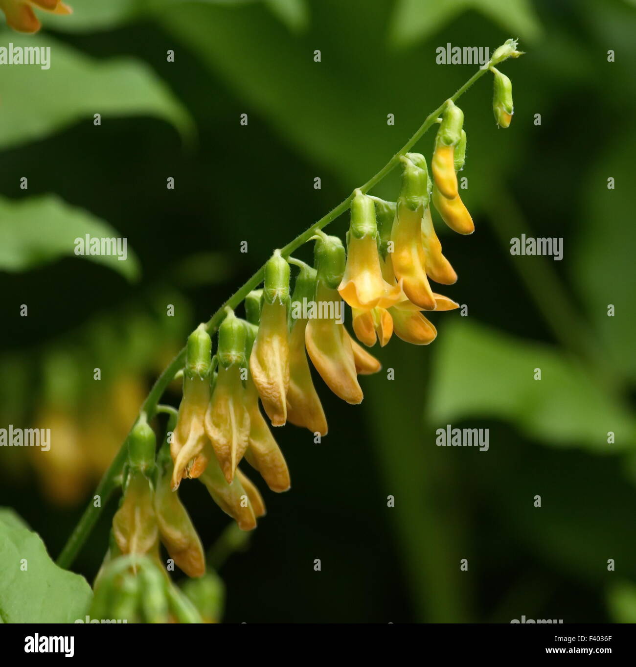 Yellow pea wildflower hi-res stock photography and images - Alamy