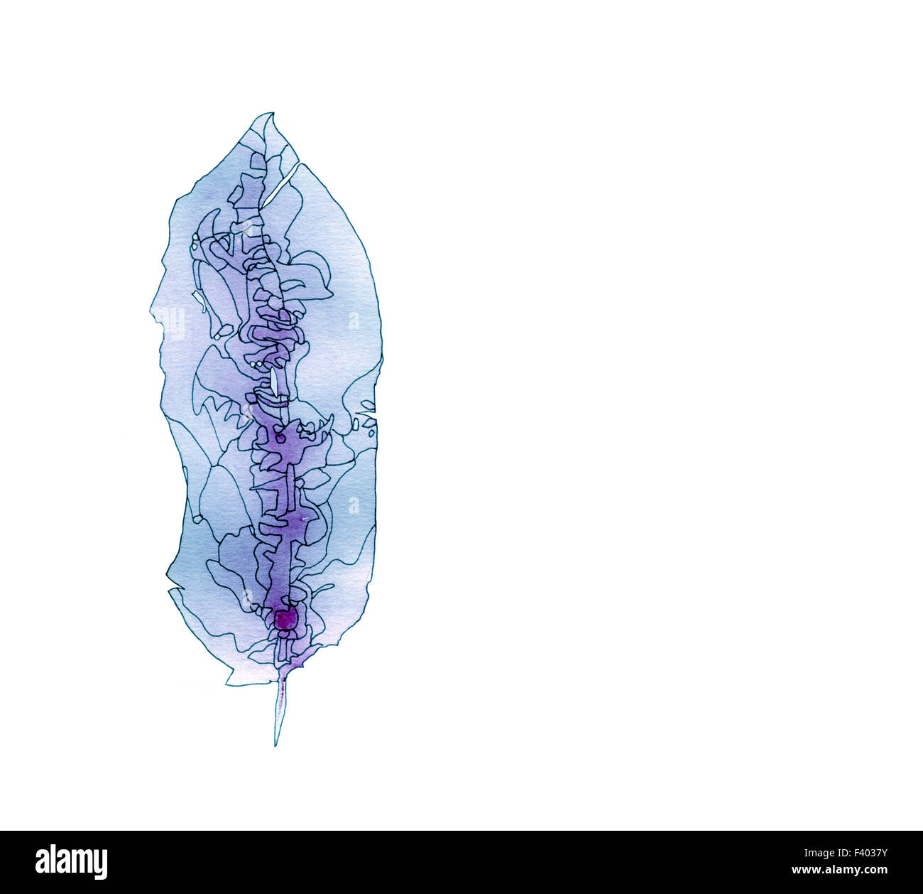 Blue feather and white space Stock Photo - Alamy