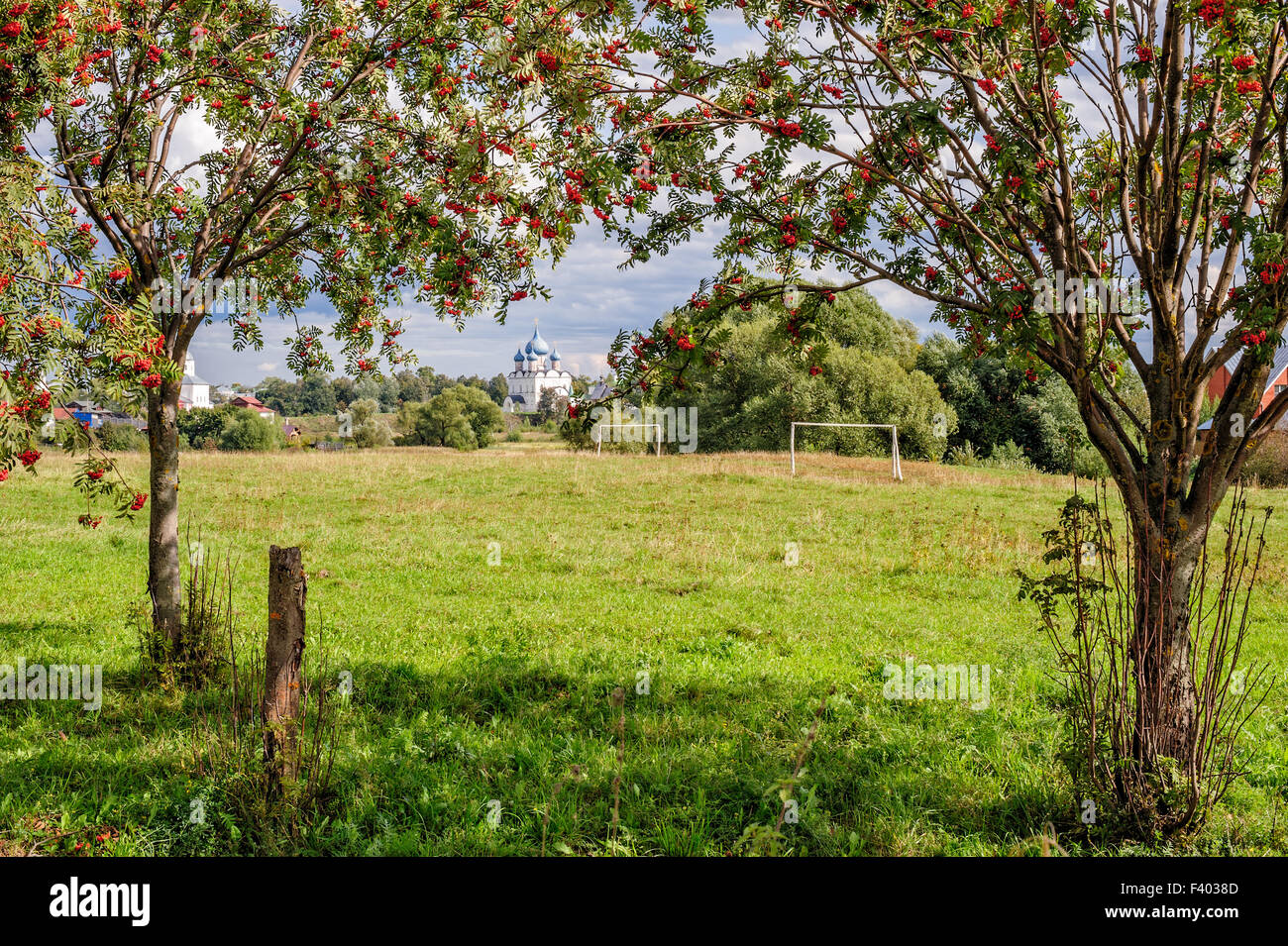 Rowan trees on meadow Stock Photo - Alamy