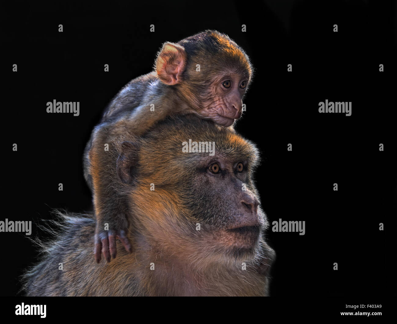 Hell baby hi-res stock photography and images - Alamy