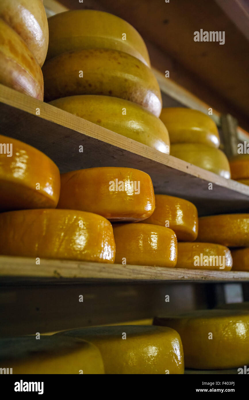 Gouda Cheese Shelves Stock Photos & Gouda Cheese Shelves Stock Images ...