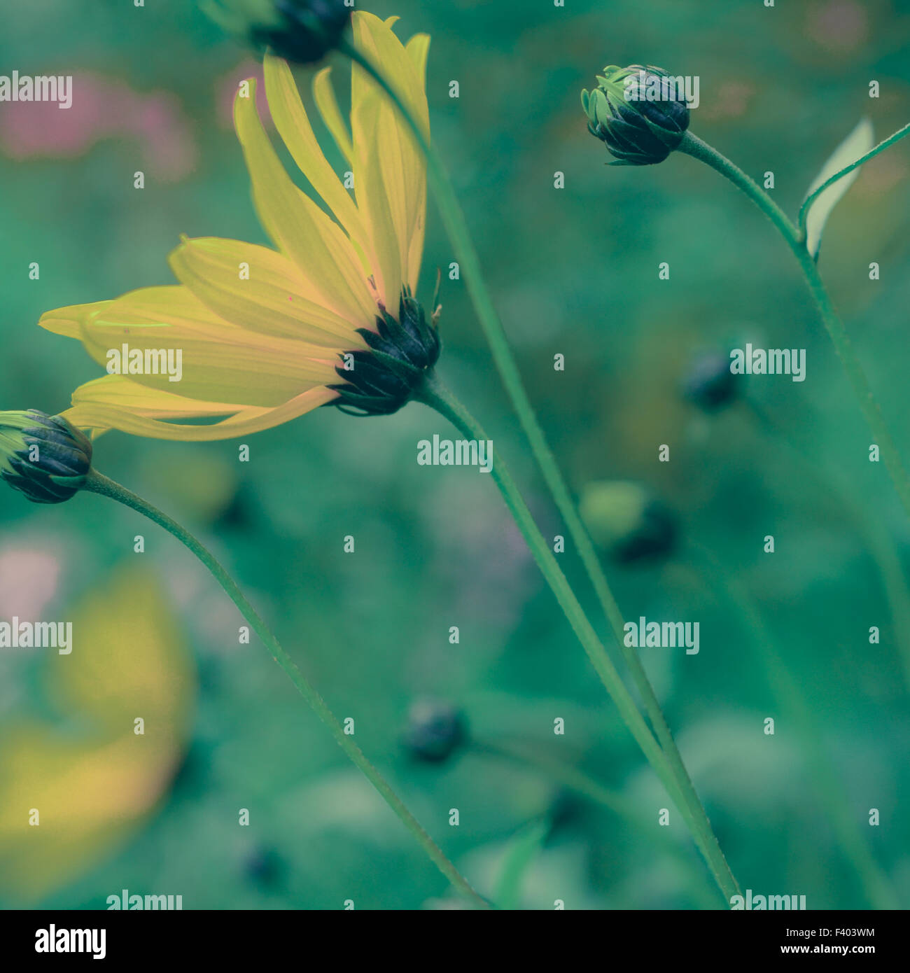 Retro Pastel Yellow Daisy Wildflowers Stock Photo - Alamy