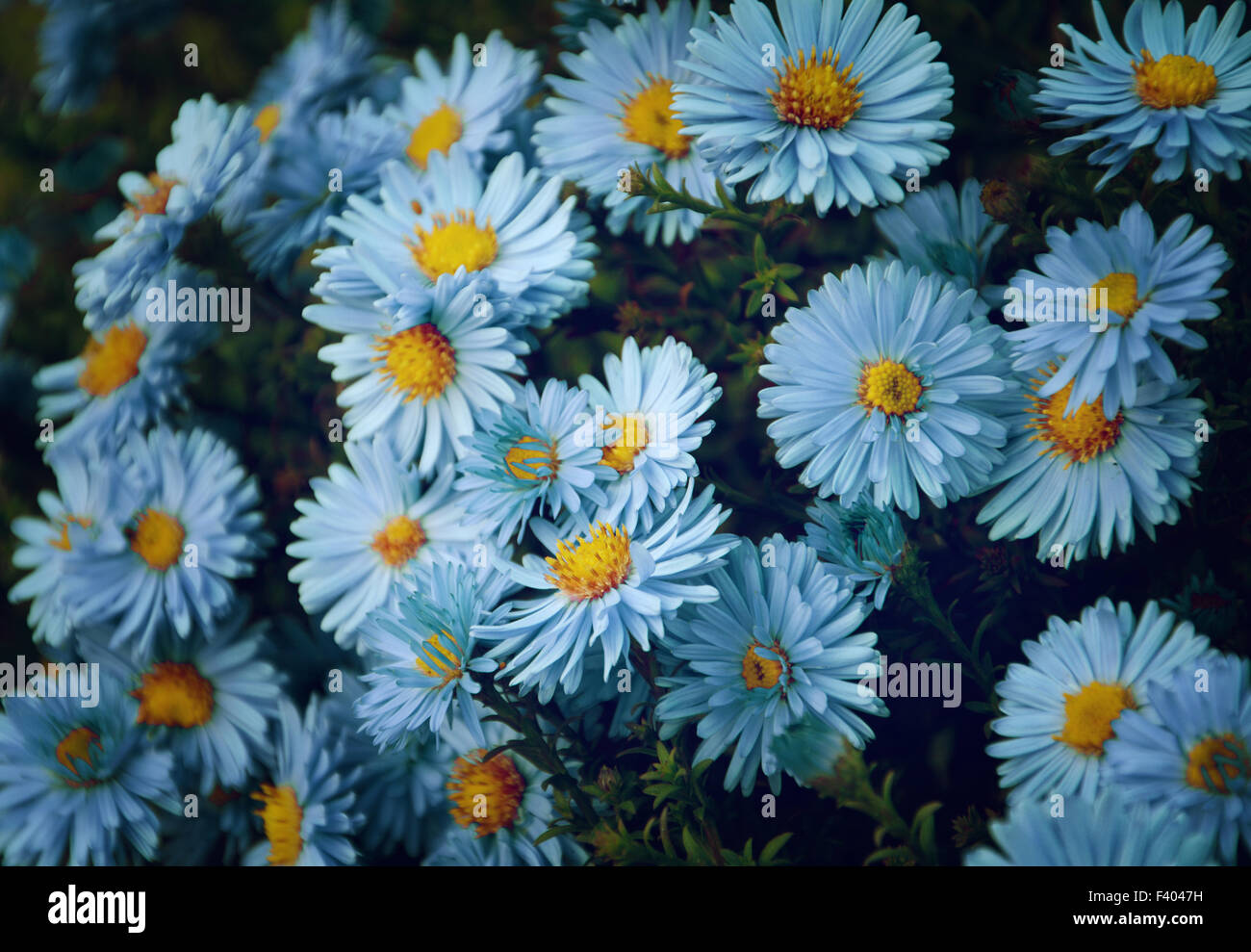 Small garden Astra flowers Stock Photo - Alamy