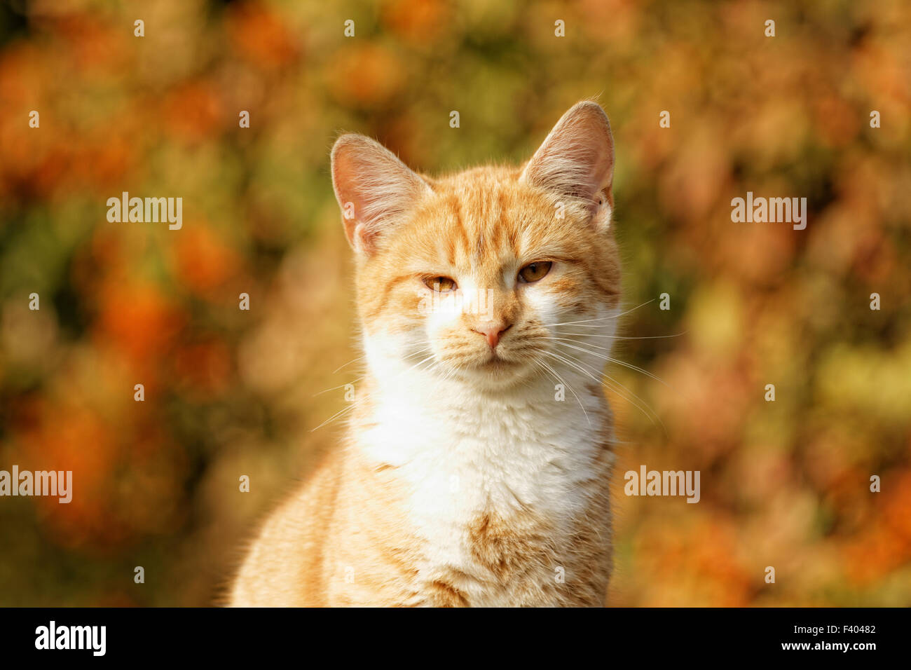 Photo of an elegant and proud cat Stock Photo - Alamy