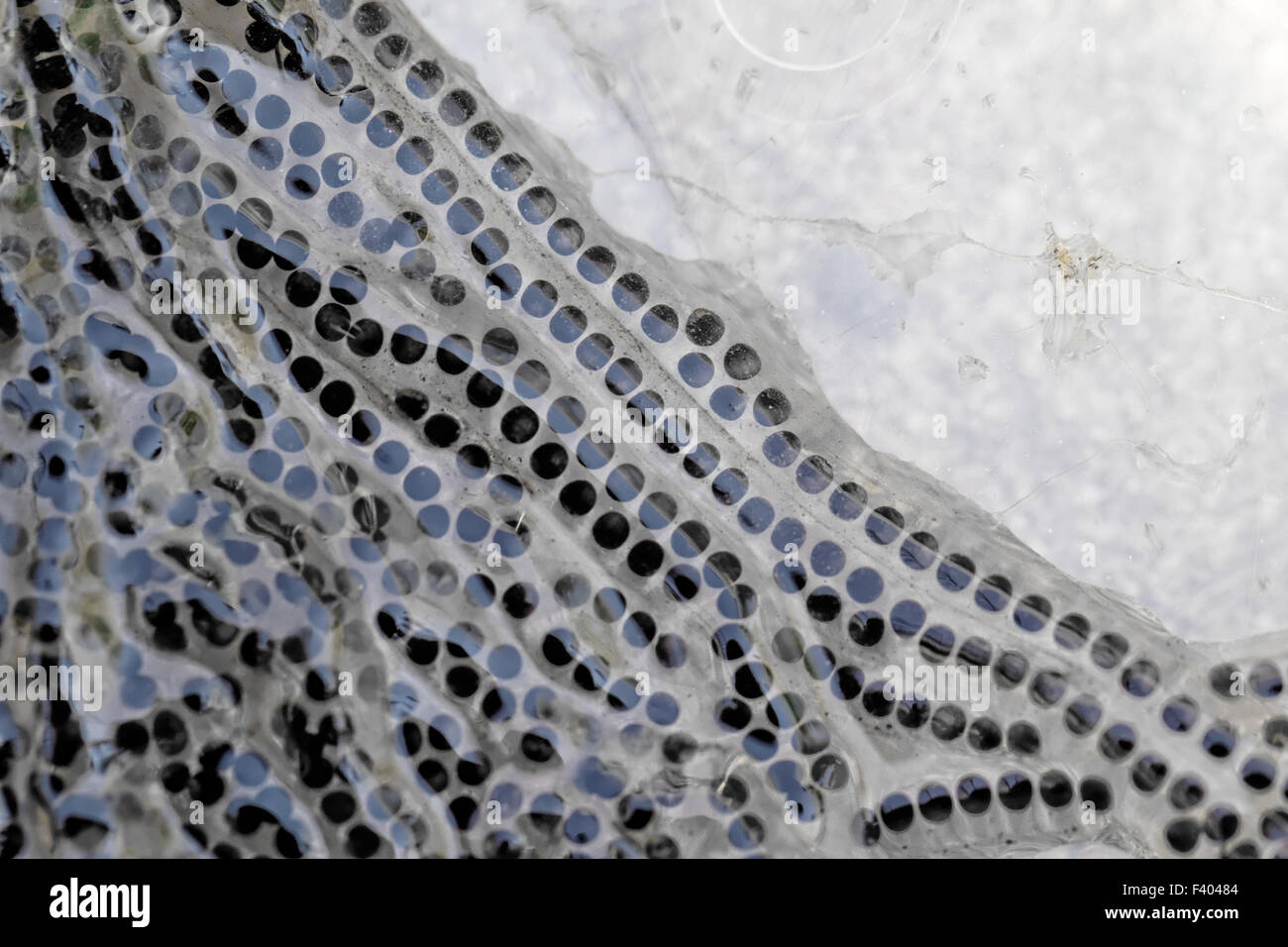 Close up photo lot of frog tadpole Stock Photo - Alamy