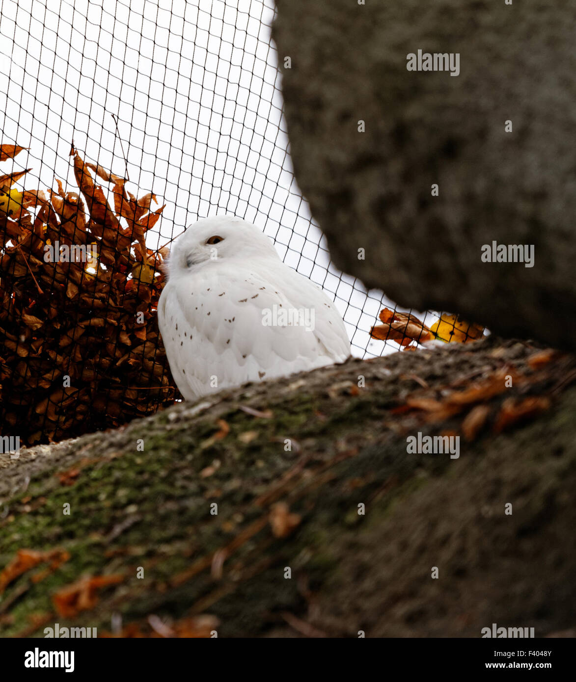 Owl in the zoo Stock Photo - Alamy