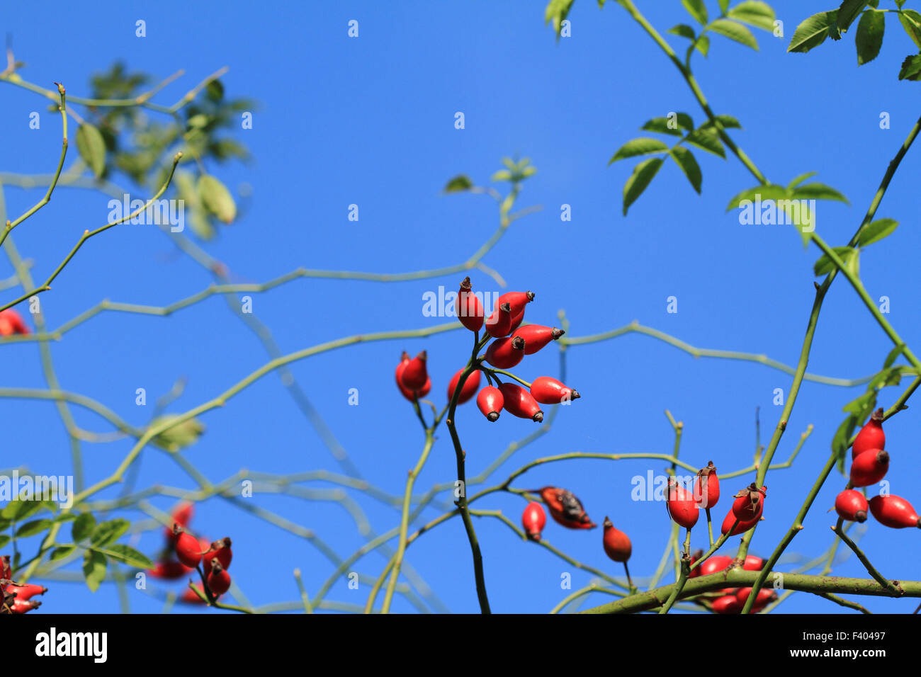 Rosehip branches hi-res stock photography and images - Alamy