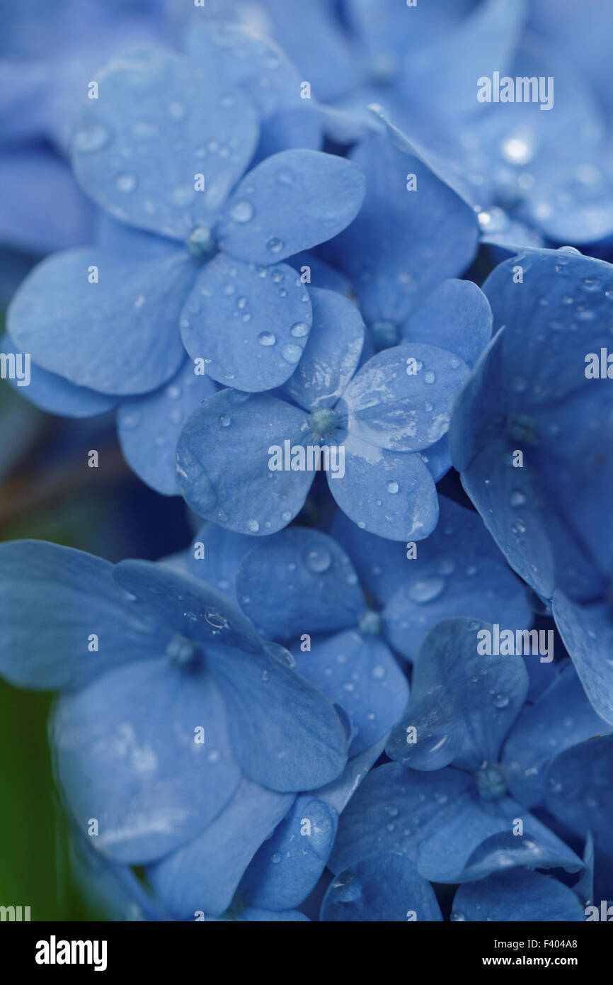 Lilac blue color hi-res stock photography and images - Alamy