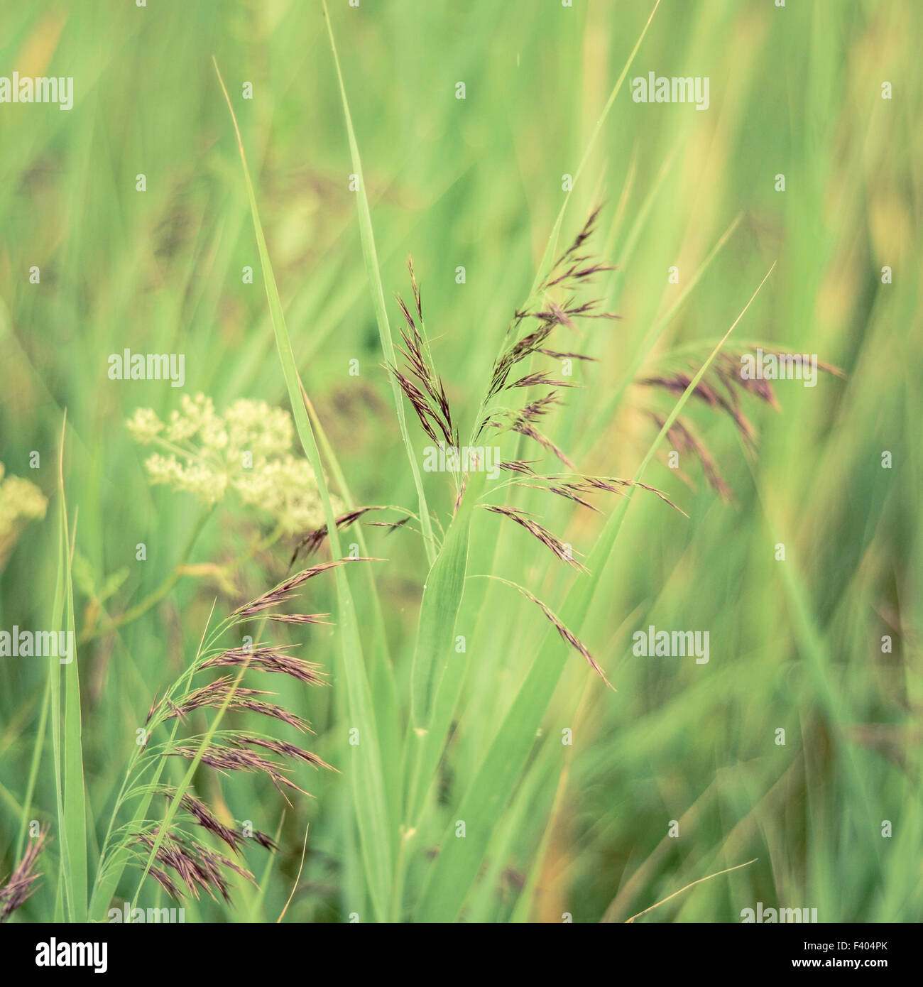 Tall grasses garden hi-res stock photography and images - Alamy