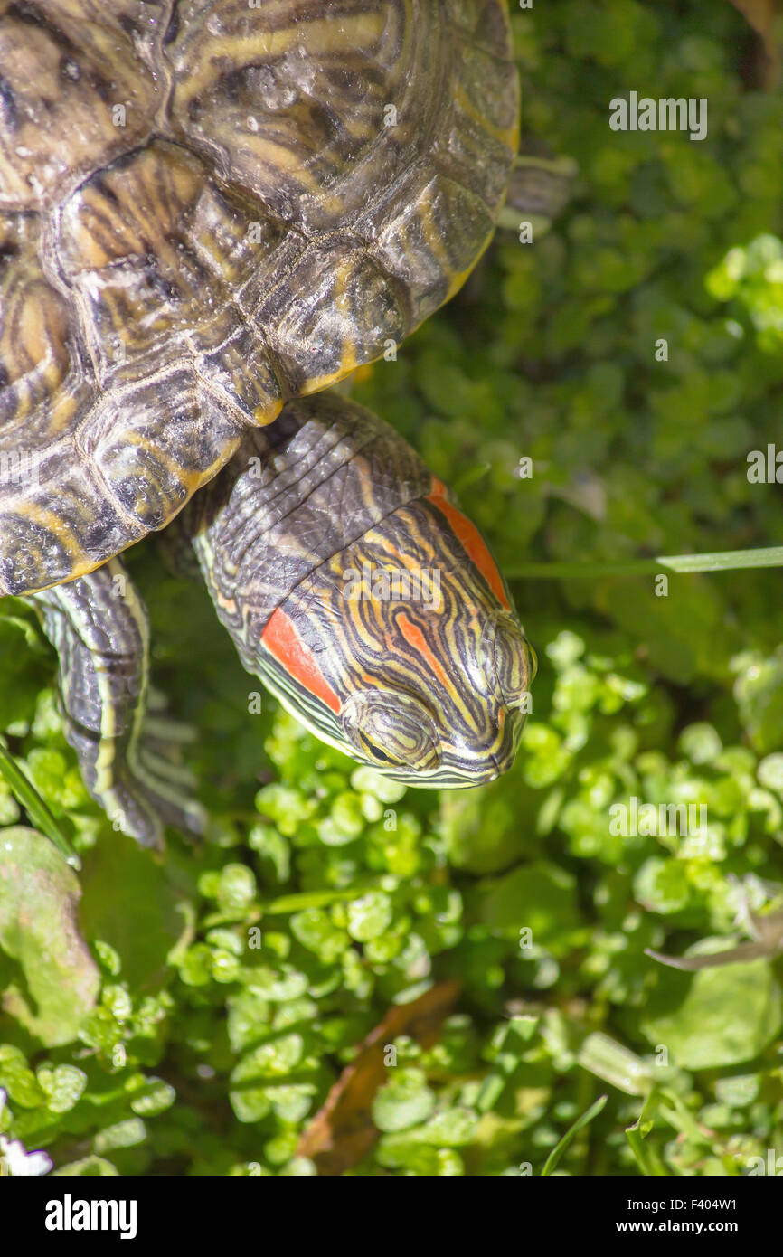 Red eared turtle in nature Stock Photo - Alamy
