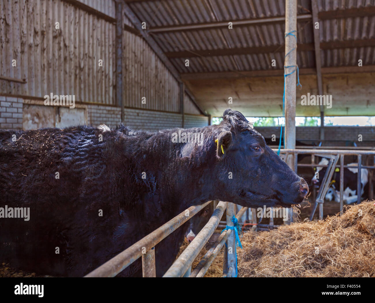 Cows at Stable, Traditional Dutch Farm, Netherlands Stock Photo - Alamy