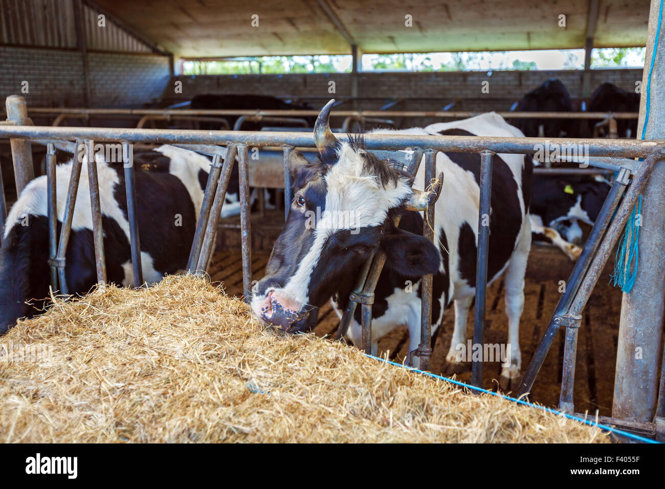 Cows at Stable, Traditional Dutch Farm, Netherlands Stock Photo - Alamy