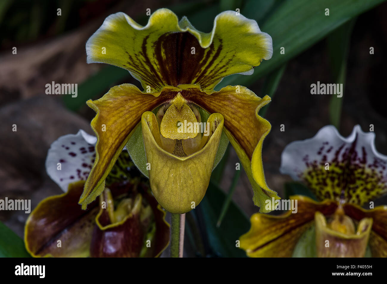 Orchidee f hi-res stock photography and images - Alamy