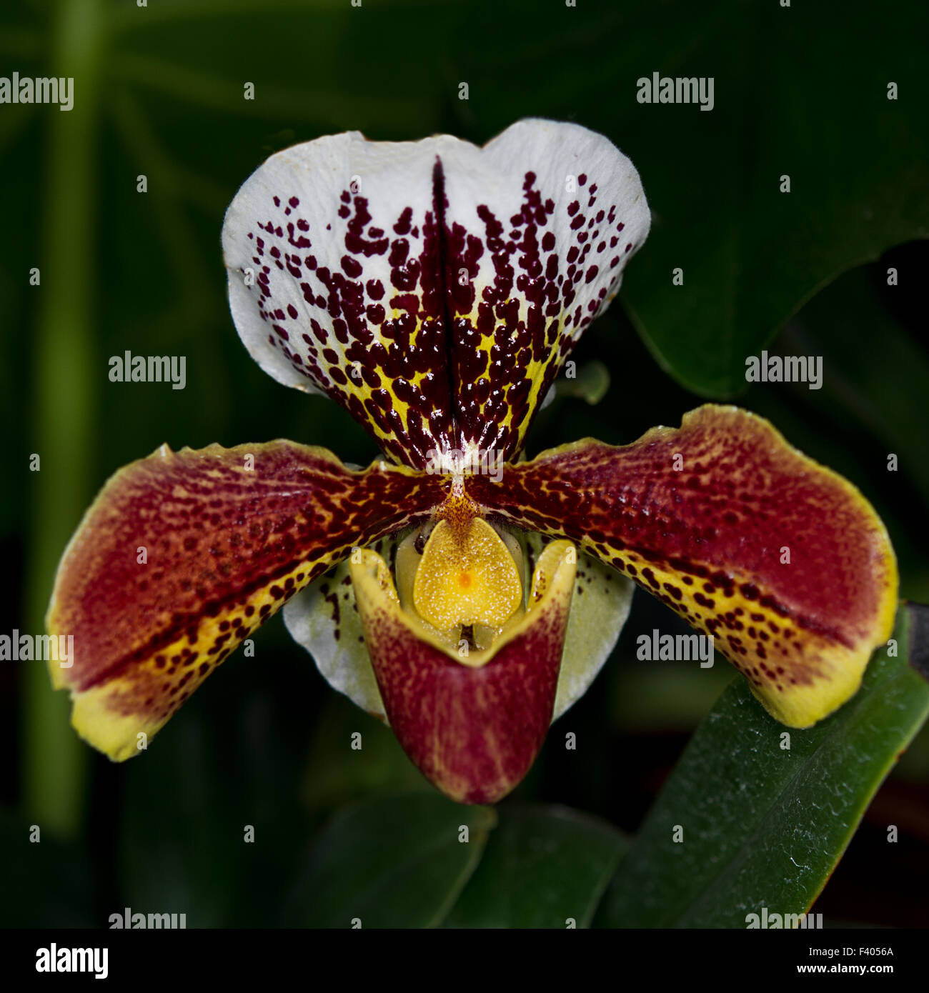 Orchideen bild hi-res stock photography and images - Alamy