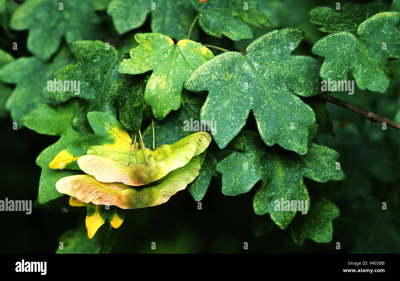 Field maple hi-res stock photography and images - Alamy