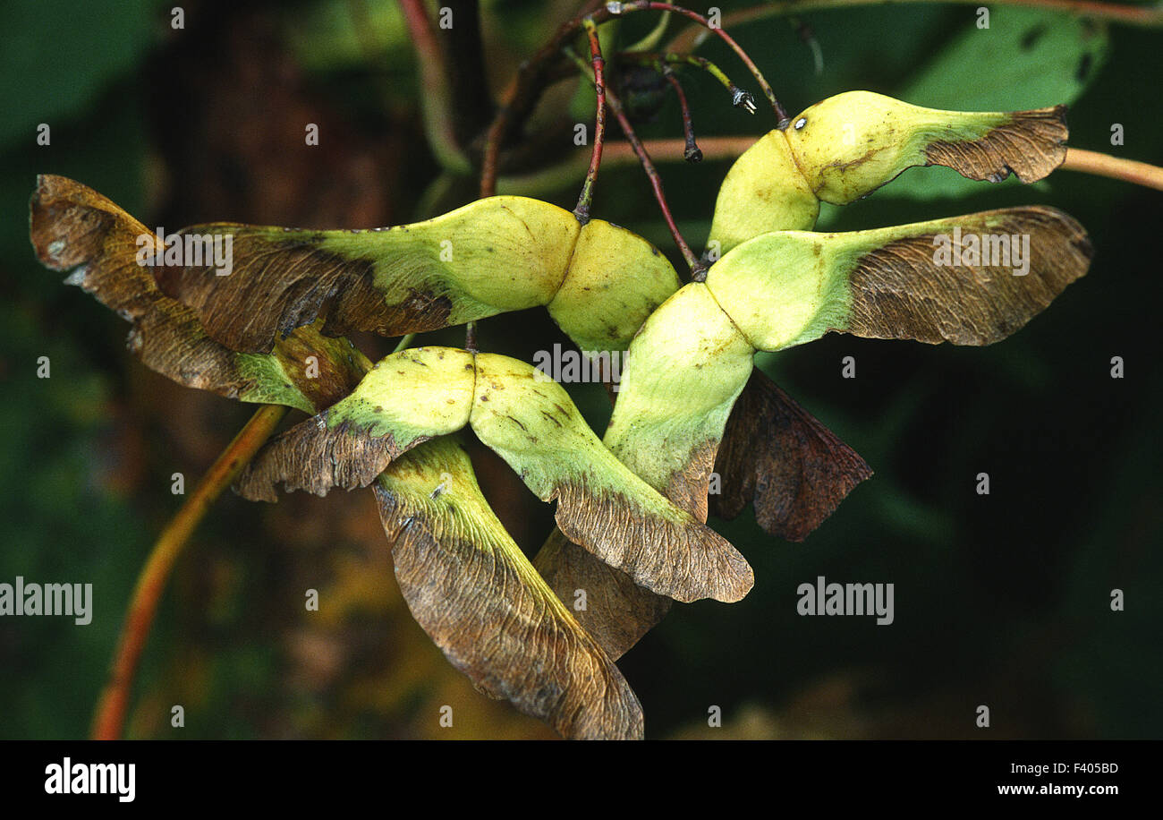 Strauch field hi-res stock photography and images - Alamy