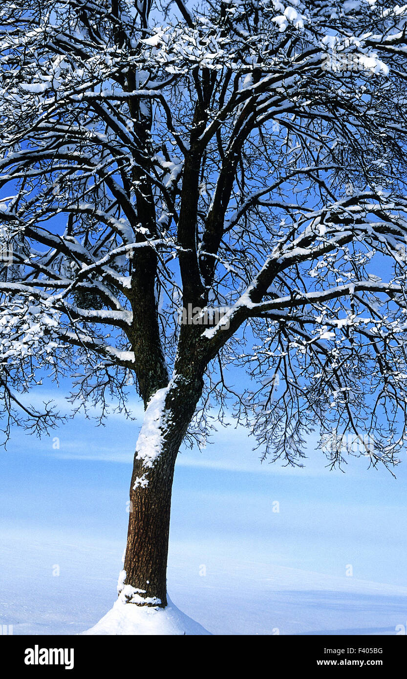 Field maples hi-res stock photography and images - Alamy