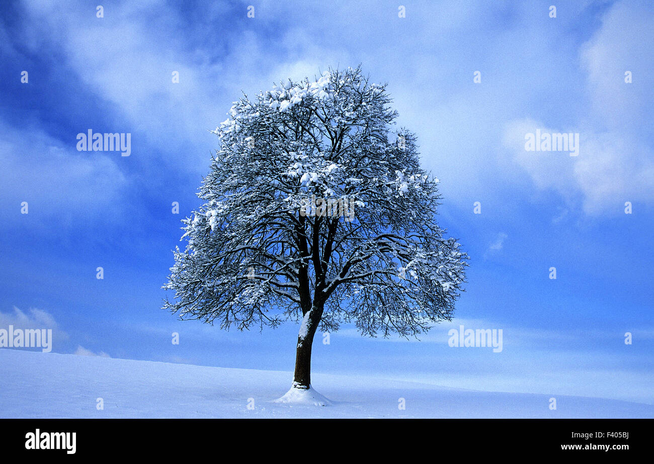 Field maples hi-res stock photography and images - Alamy