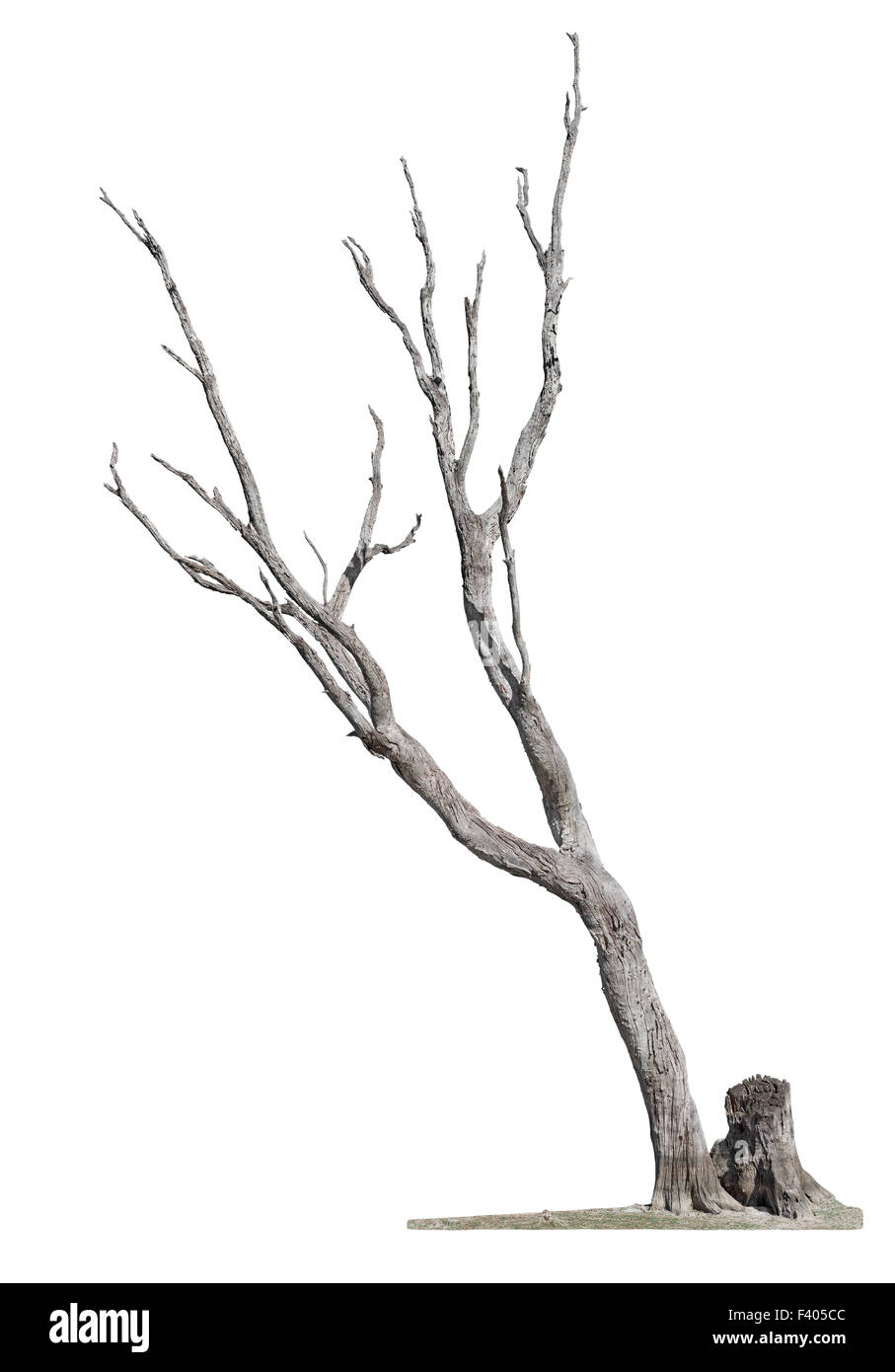 Tree on white background Stock Photo - Alamy