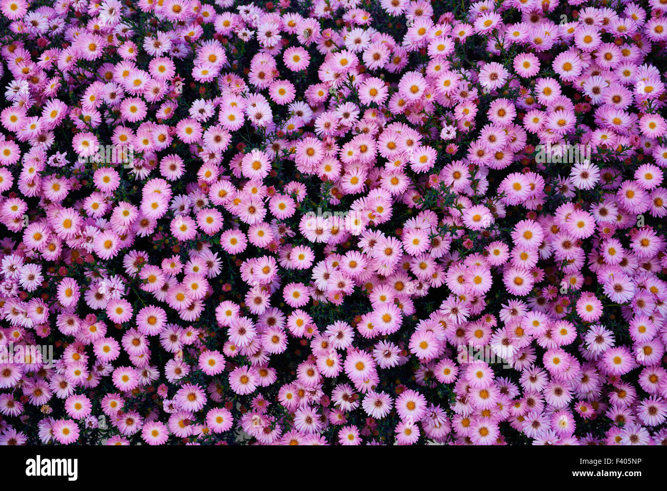 Small garden Astra flowers Stock Photo - Alamy